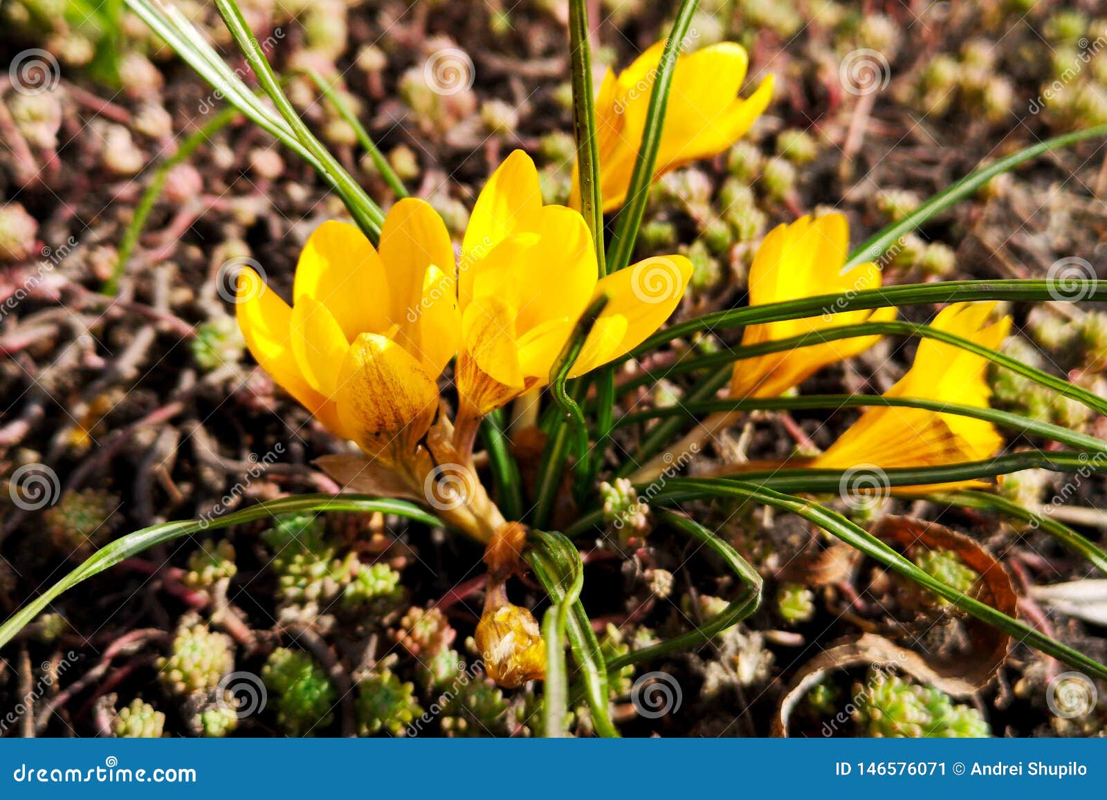 Yellow Snowdrop Flowers on the Ground in the Park Stock Image - Image ...