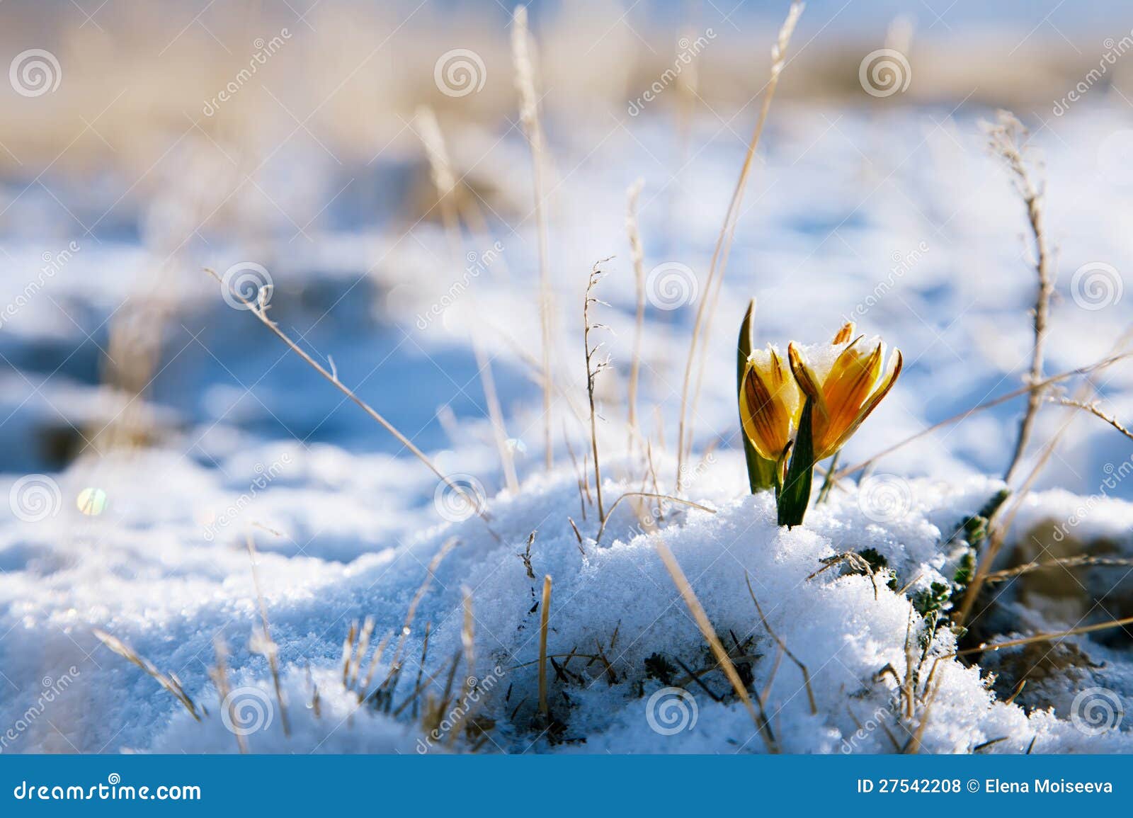 Yellow Snowdrop in High Mountain Valley Stock Photo - Image of petal ...