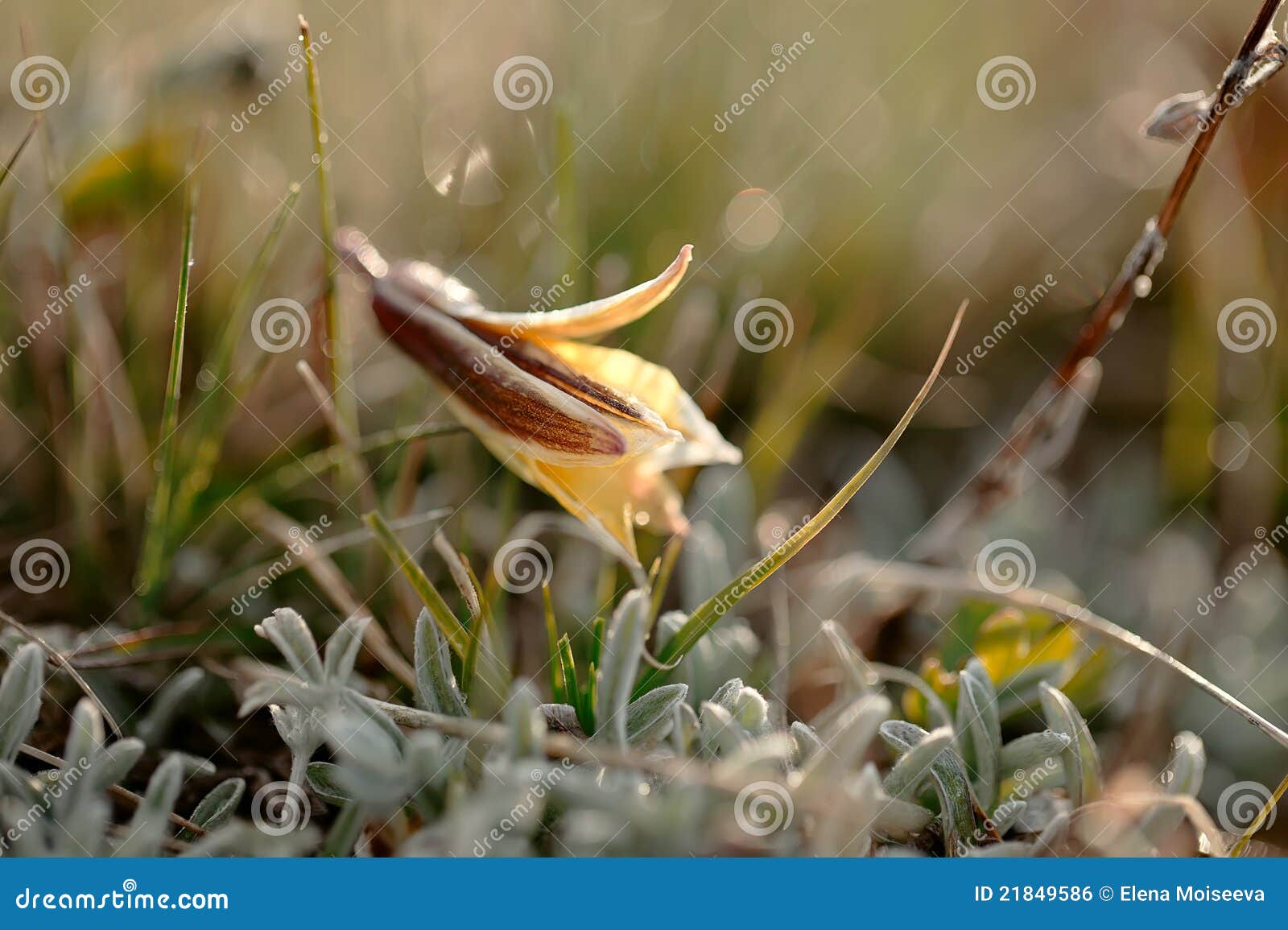 Yellow Snowdrop in High Mountain Valley with Frost Stock Photo - Image ...