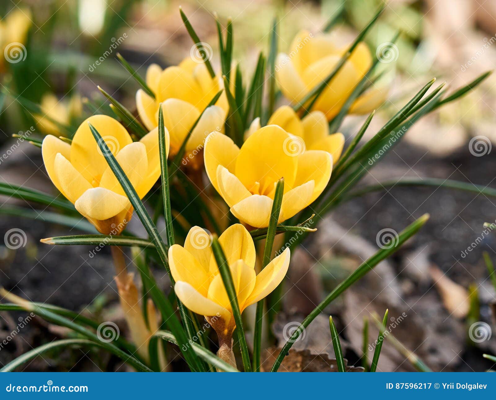 Yellow snowdrops stock image. Image of season, spring - 87596217