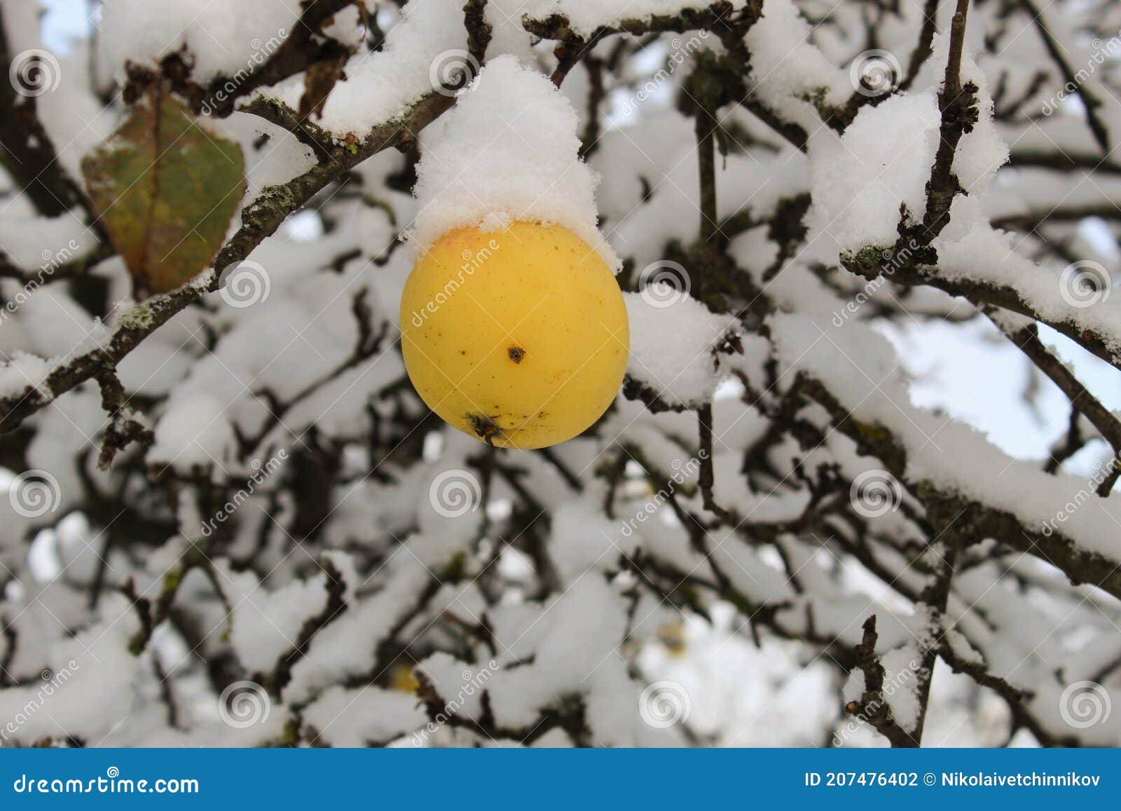 Yellow snowy apple stock photo. Image of leaf, freezing - 207476402
