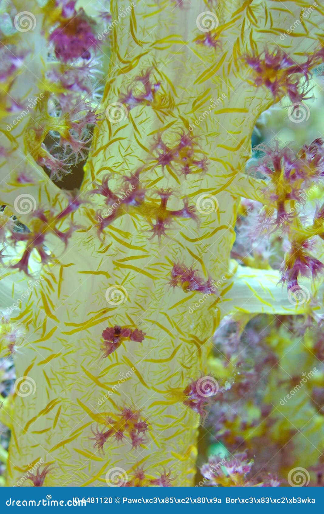 Yellow Soft coral stock photo. Image of adventure, cave - 6481120