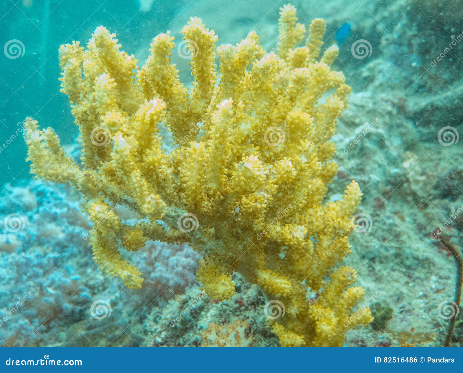 Yellow Soft Corals in Myanmar Divesite Stock Photo - Image of ocean ...