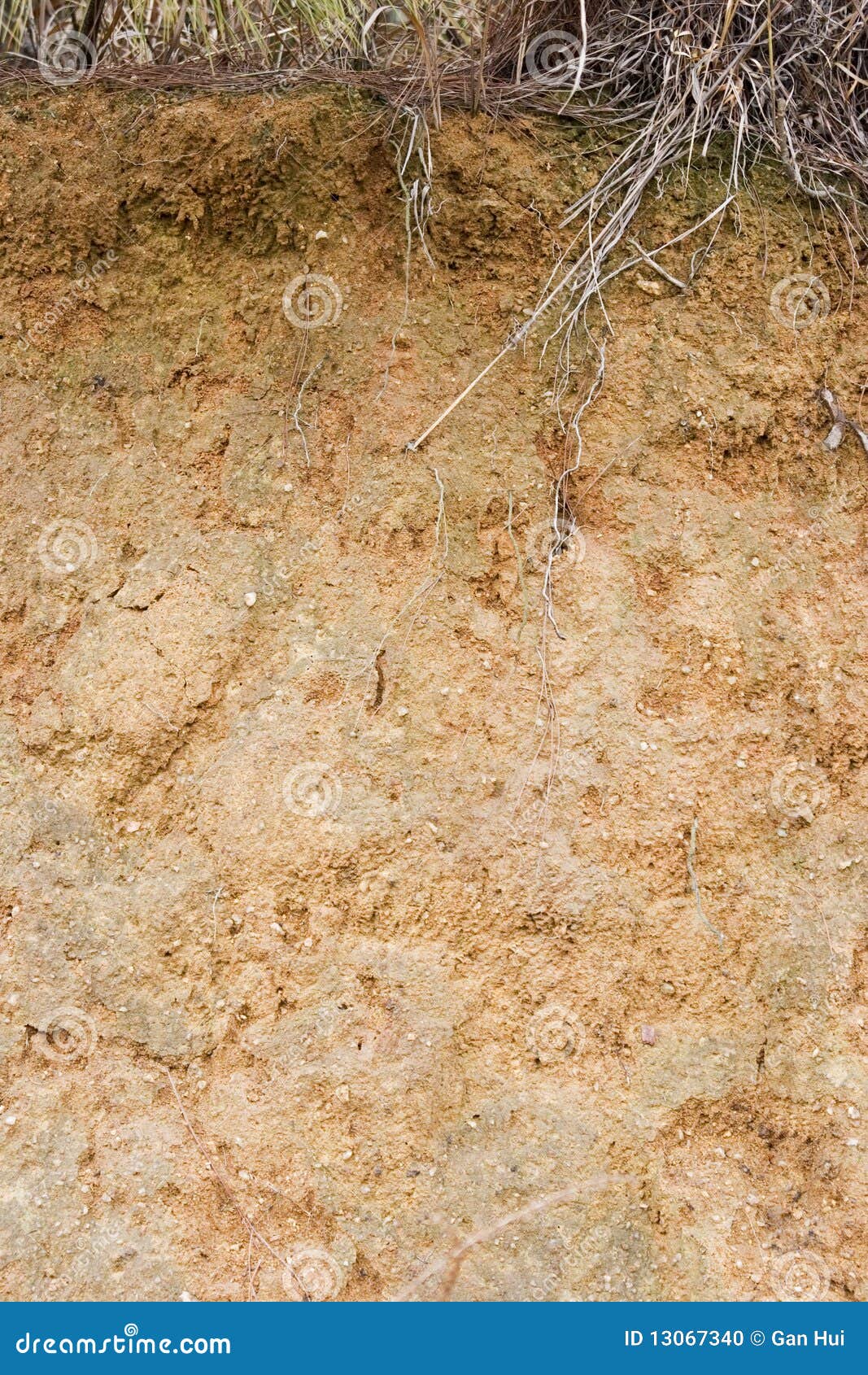 Yellow soil and grass root stock photo. Image of yellow - 13067340
