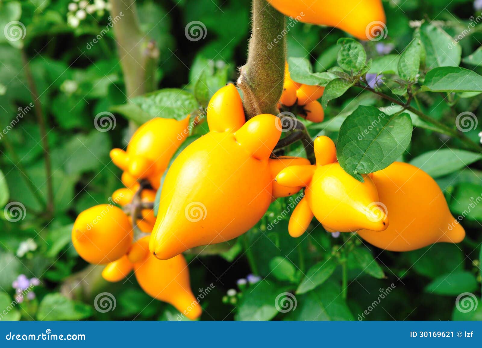 Solanum Mammosum Tree. Yellow Nipples Fruits Is Commonly Known As ...