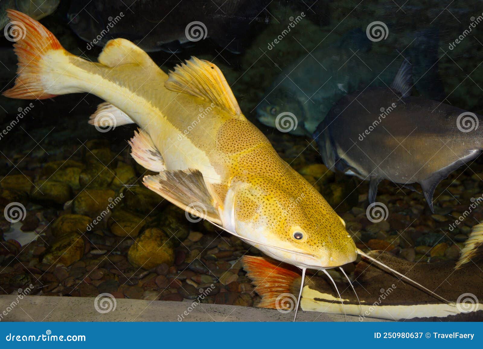 Yellow Som Fish Swimming Under Water Stock Image - Image of swim ...