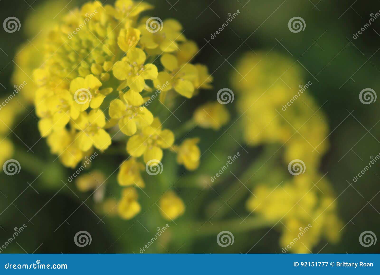 Yellow stock image. Image of weed, yellow, mustard, pretty - 92151777