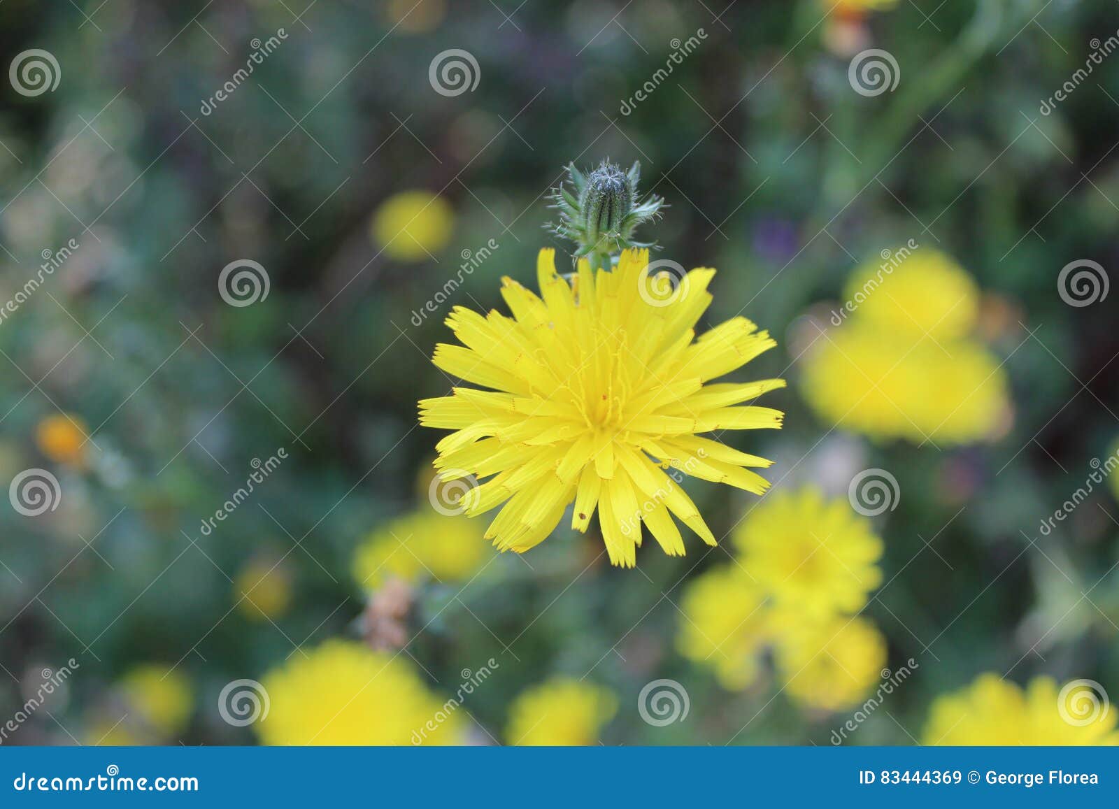 Yellow soul stock image. Image of yellow, flower, magic - 83444369