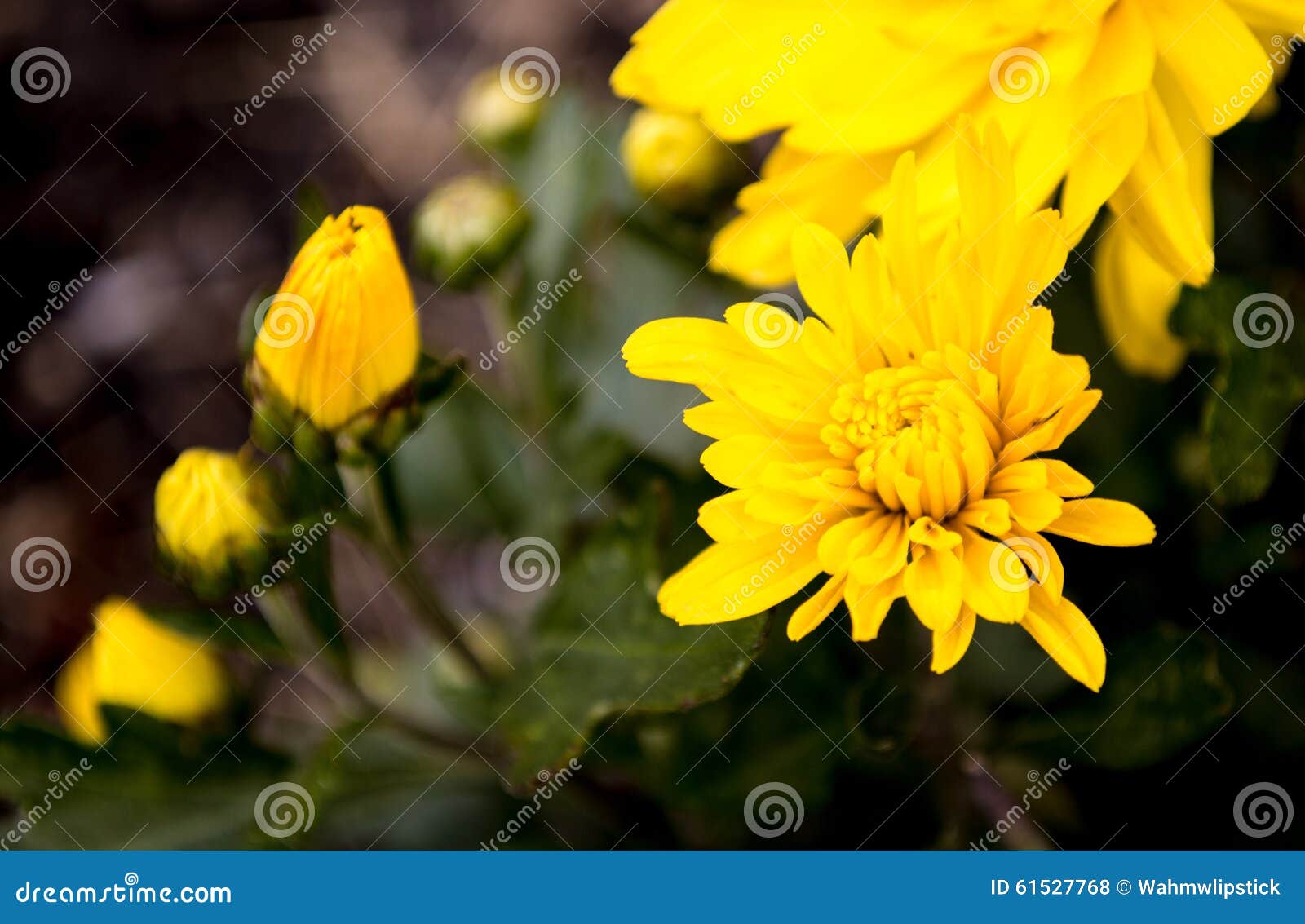 Yellow spark of beauty stock photo. Image of beginning - 61527768