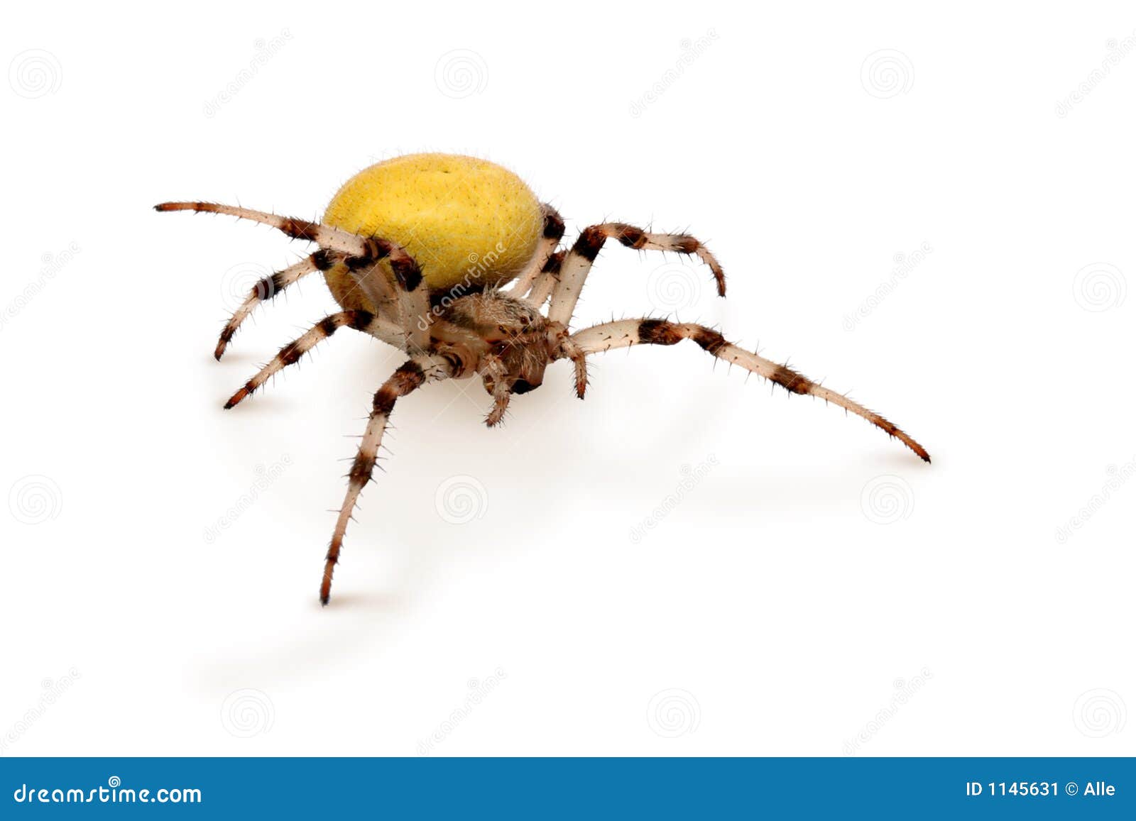 A Yellow Spider-like Insect On A Paddy Grass Royalty-Free Stock ...