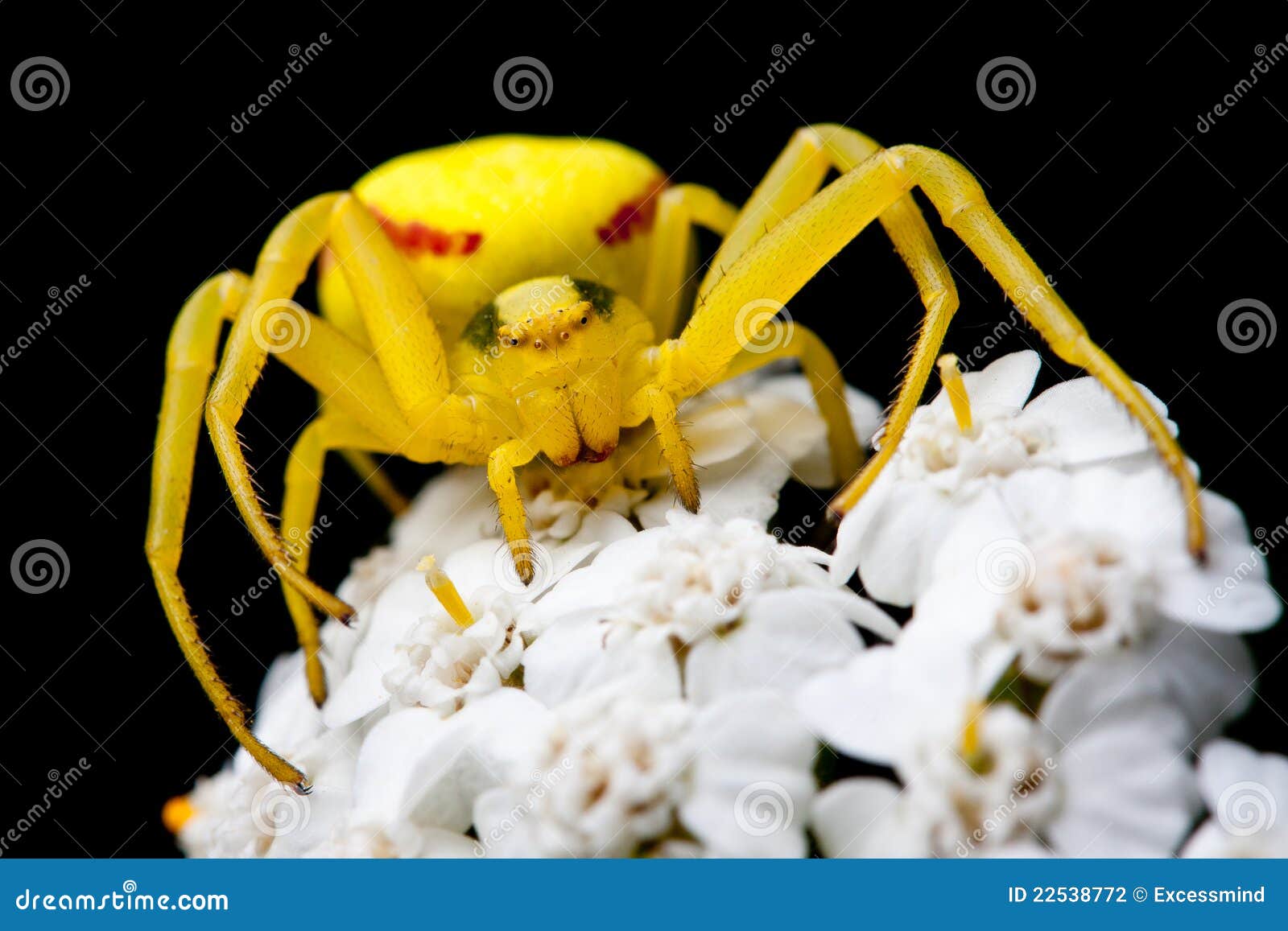 Yellow spider stock photo. Image of closeup, spider, macro - 22538772