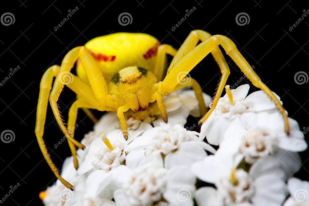 Yellow spider stock photo. Image of closeup, spider, macro - 22538772
