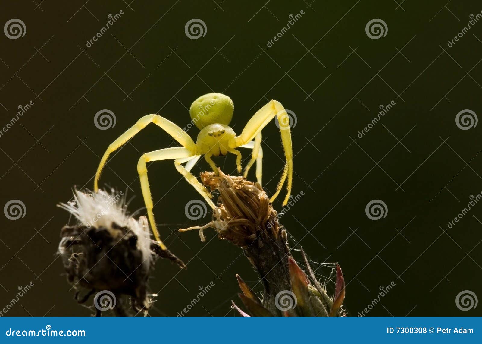 Yellow Spider stock photo. Image of goldenrod, backlight - 7300308