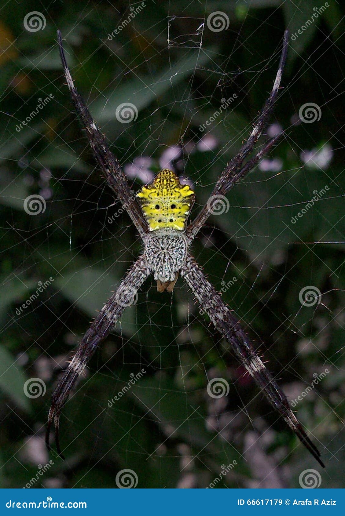 Yellow Spider with Beautiful Motif Stock Image - Image of spider ...