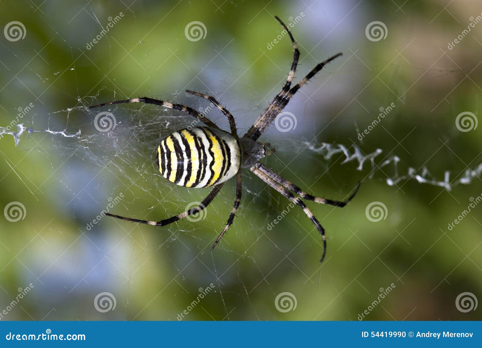Yellow spider stock photo. Image of nature, animals, predator - 54419990