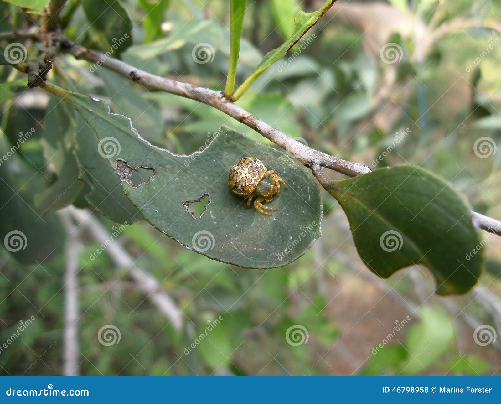 Yellow Spider with Brown Patterns on a Leaf in Swaziland Stock Photo ...