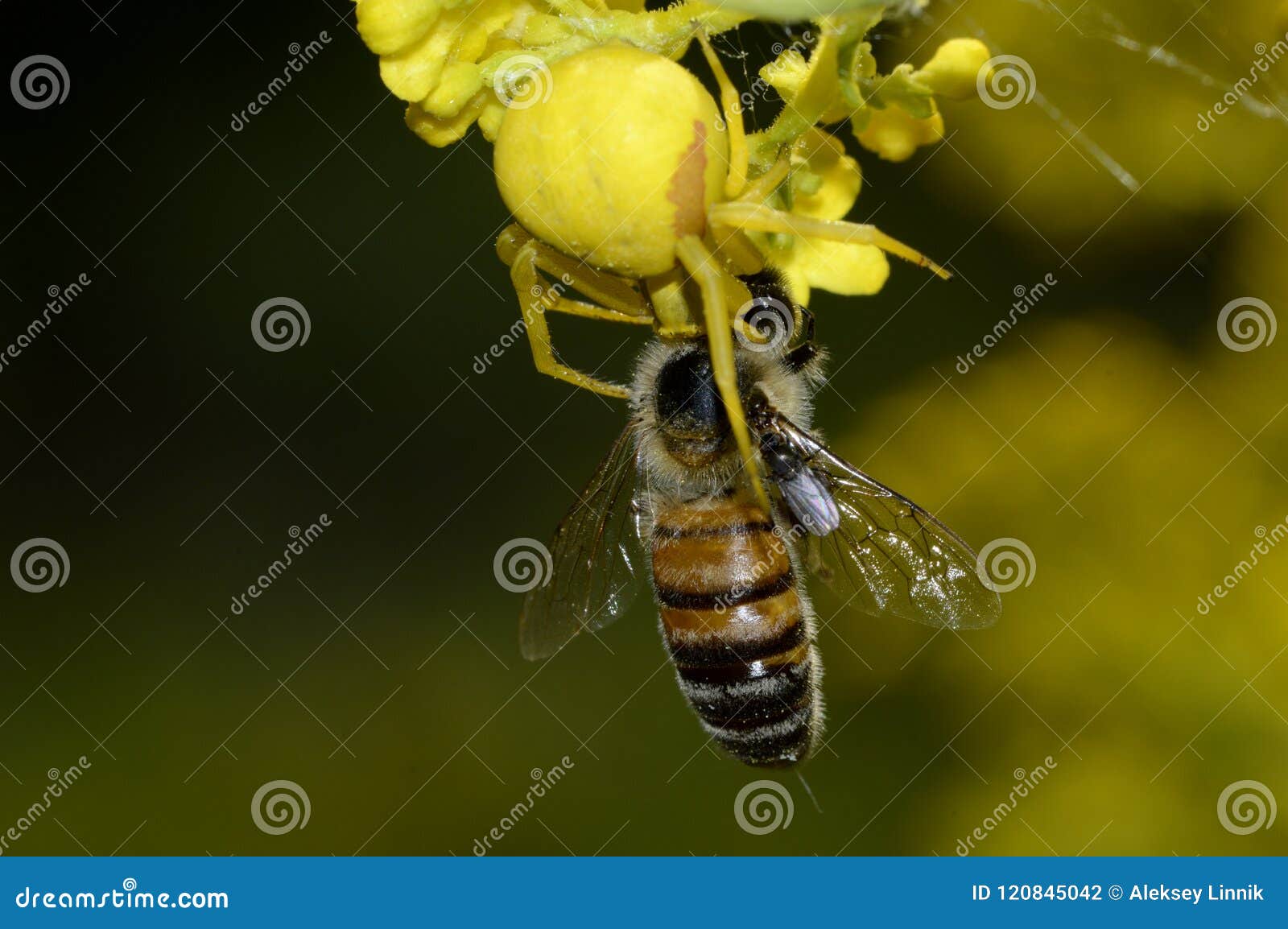 Yellow spider caught a bee stock photo. Image of spider - 120845042
