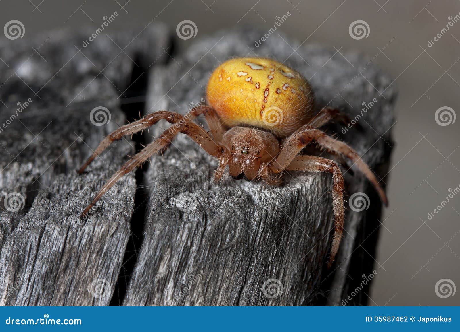 Yellow spider stock photo. Image of insect, arachnid - 35987462