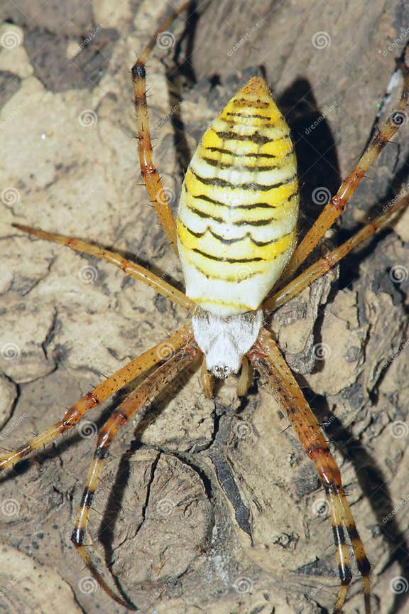 Yellow spider stock photo. Image of yellow, animals, arachnida - 44562732