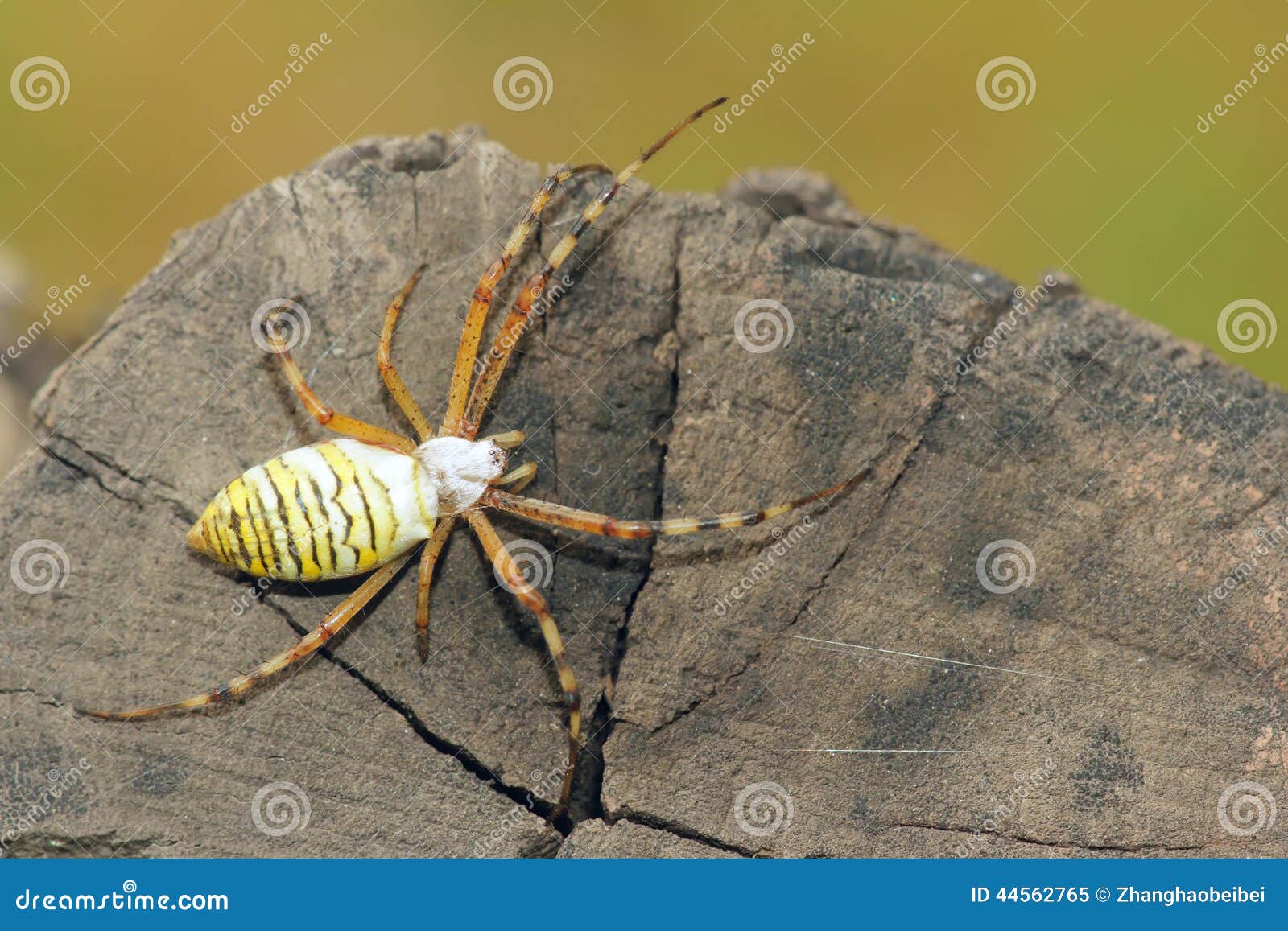 Yellow spider stock image. Image of legs, insects, yellow - 44562765