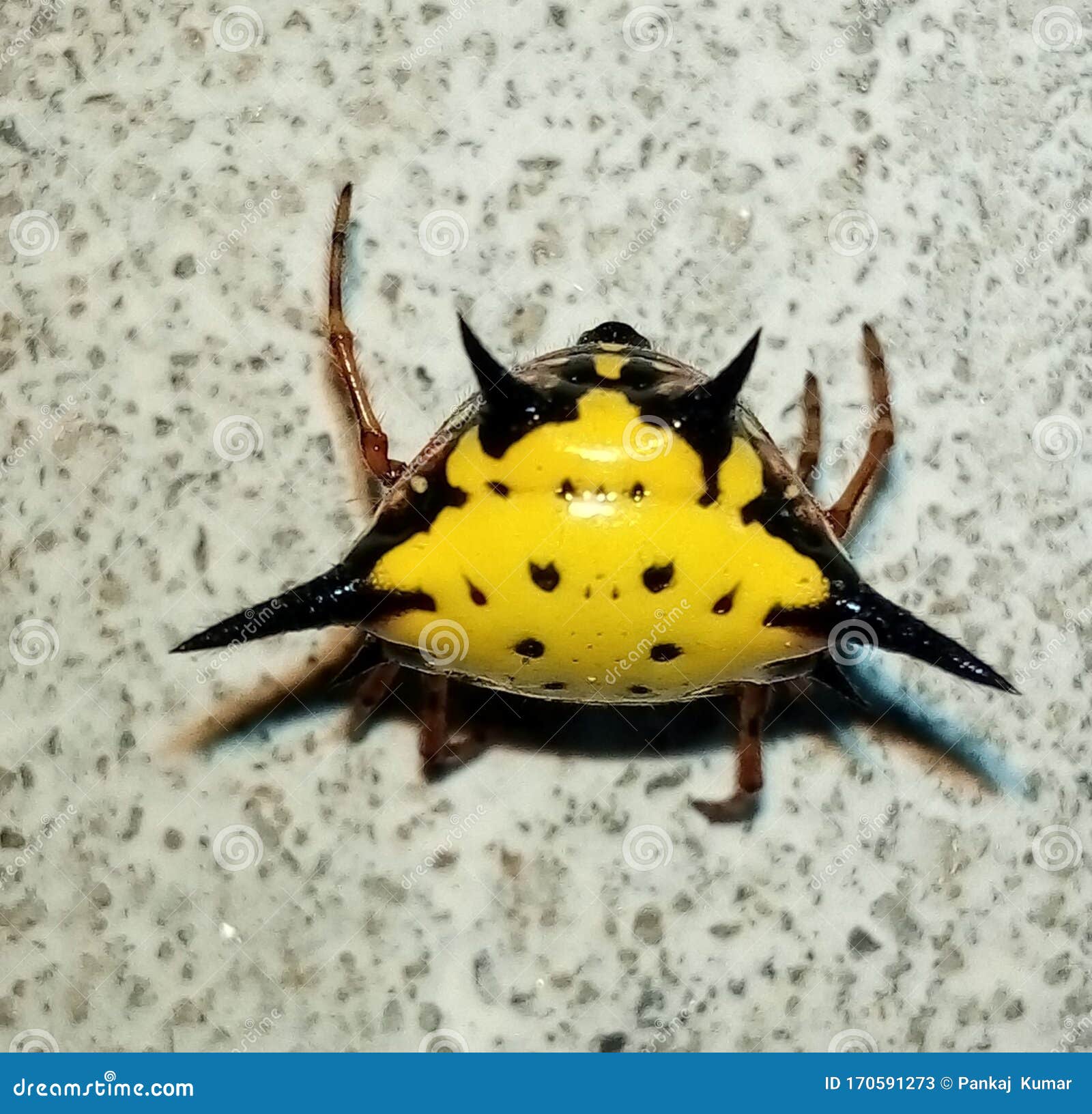 Yellow Spider Different Typ of Spider Worm Organism Creatures Stock ...