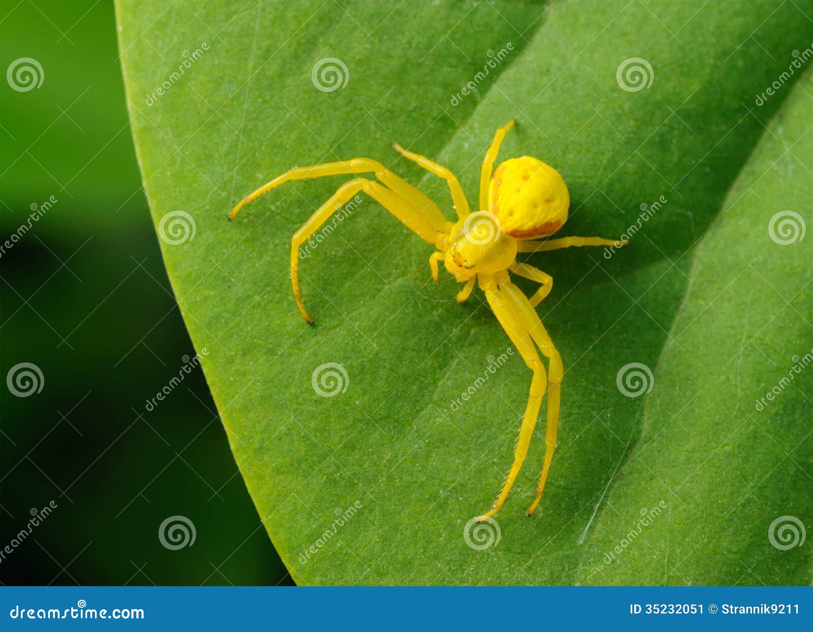 Yellow Spider On Yellow Blooms Against A Tan Background Stock ...
