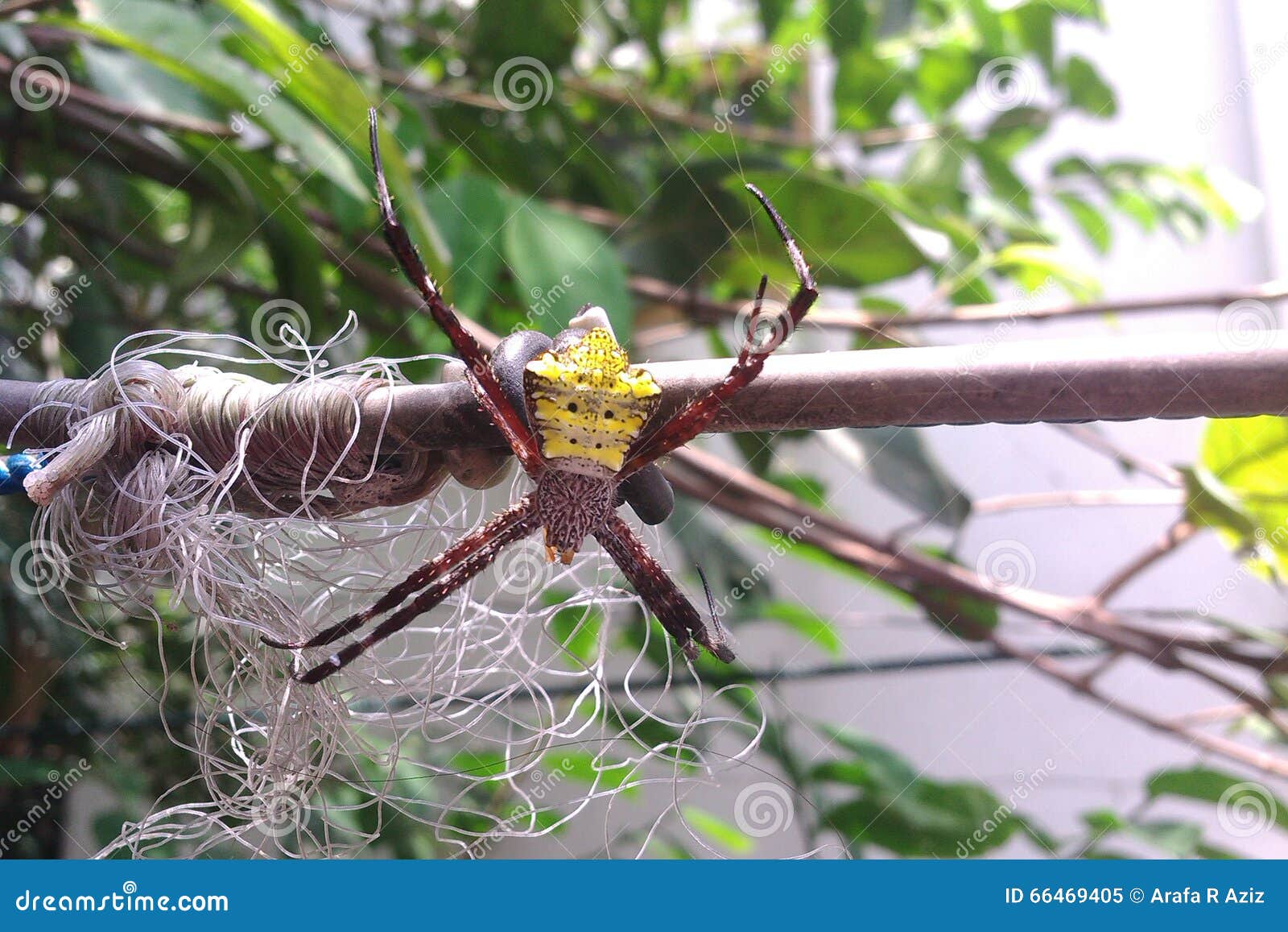 Yellow Spider Hanging stock image. Image of green, serangga - 66469405