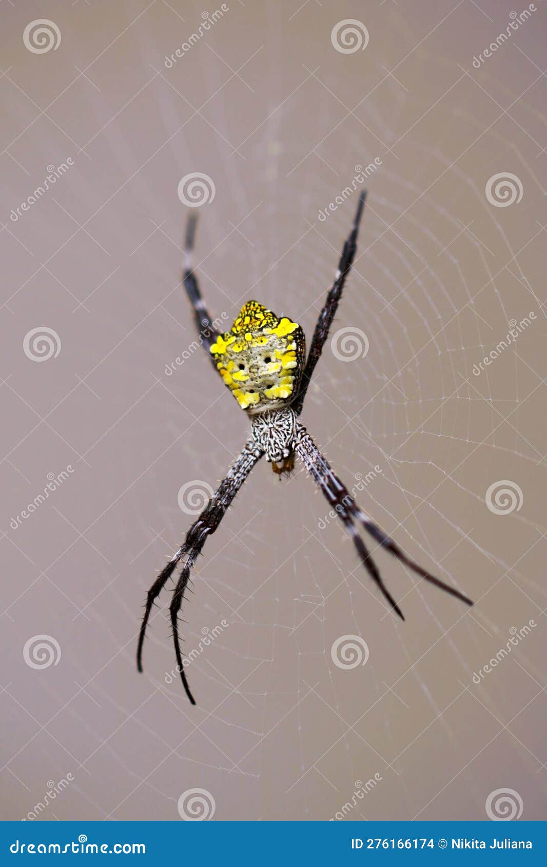 A Yellow Spider Hanging in a Web. Stock Photo - Image of arthropod ...
