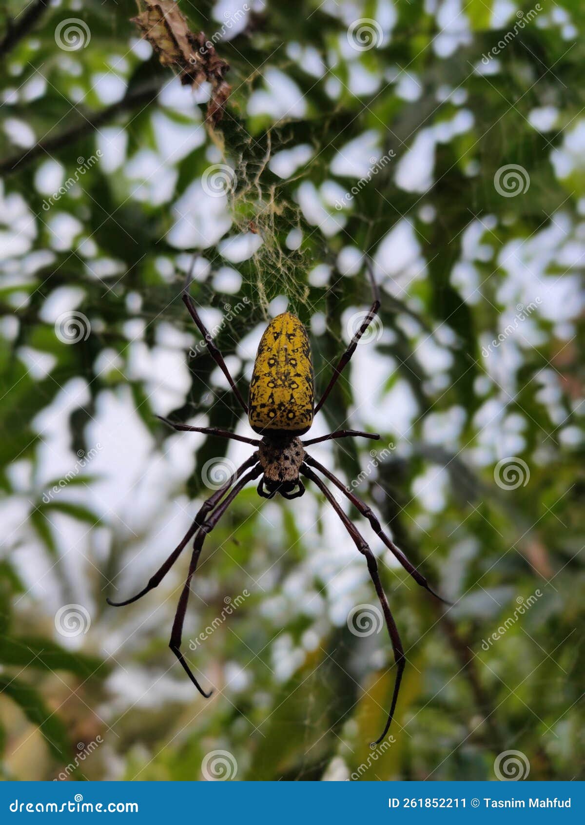 A Yellow Spider Makes a Nest in a Mango Tree Stock Image - Image of ...