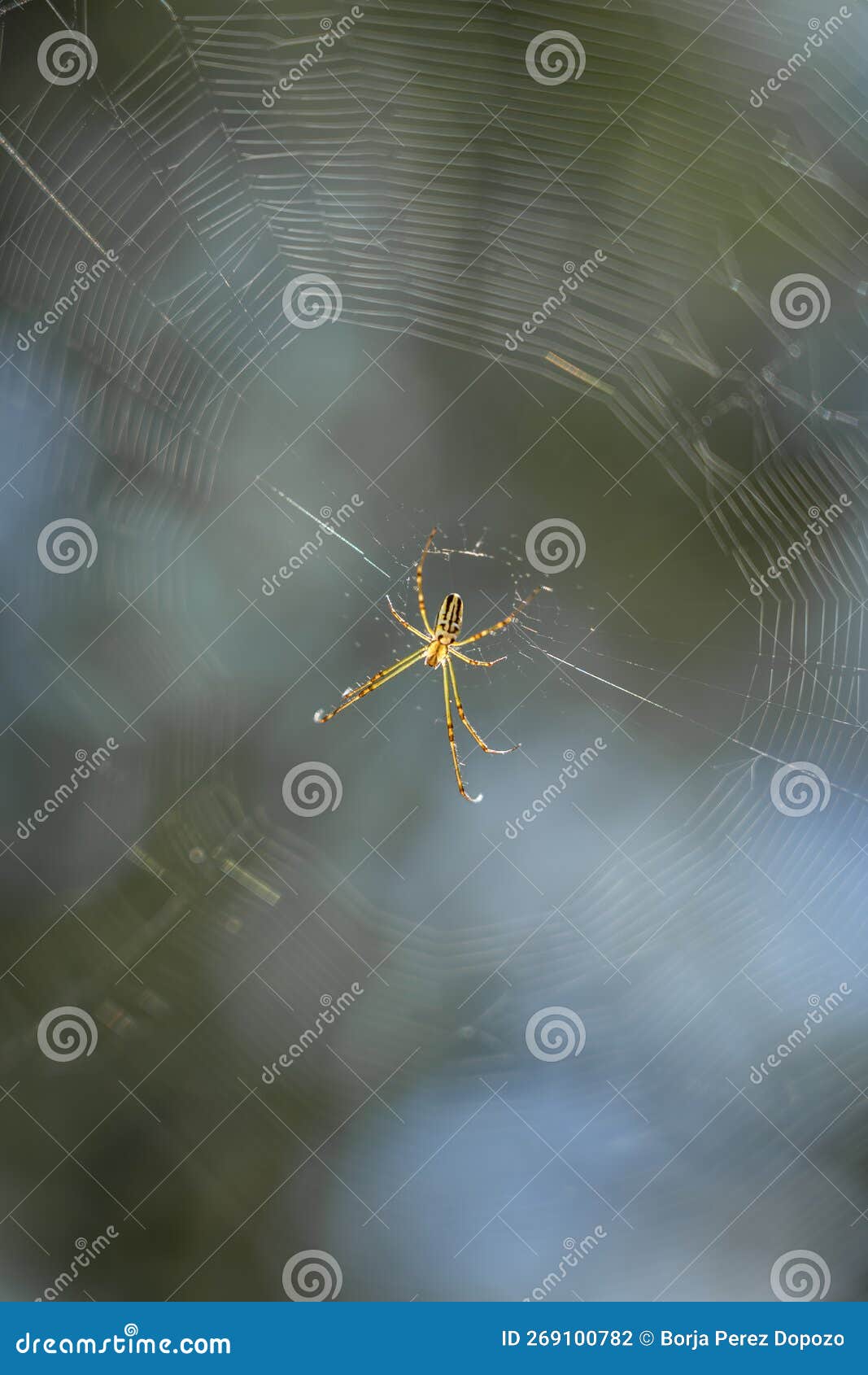 Yellow Spider in a mesh stock photo. Image of beauty - 269100782