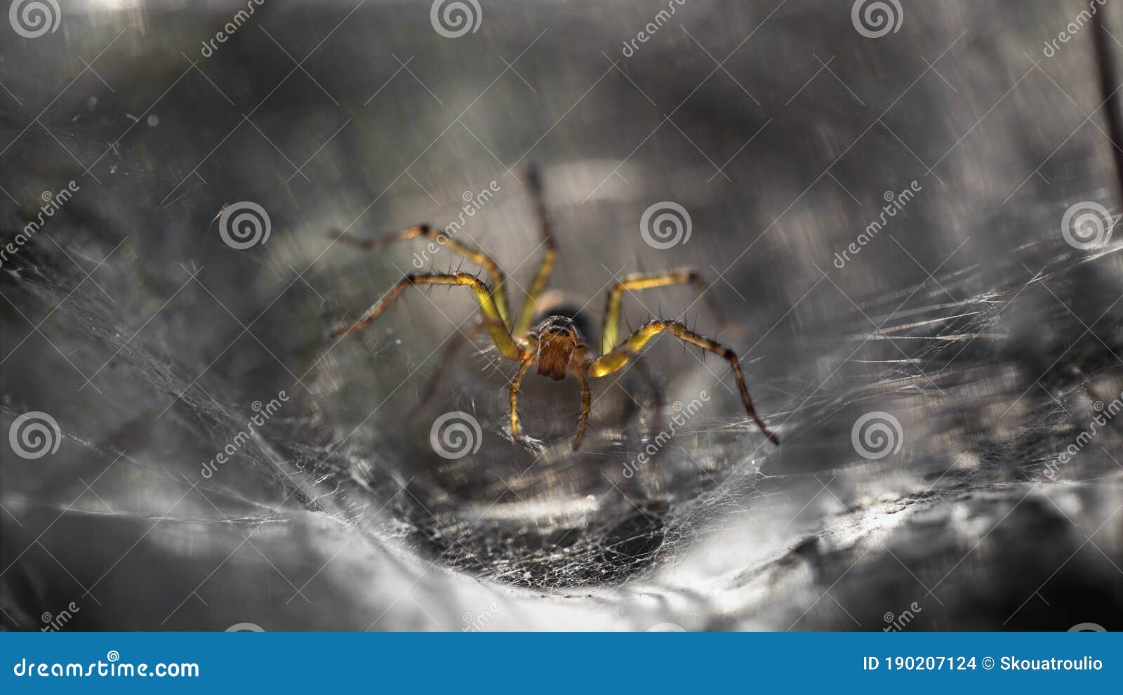 Yellow Spider Protecting Its Web, Macro Photography of this Fragile and ...