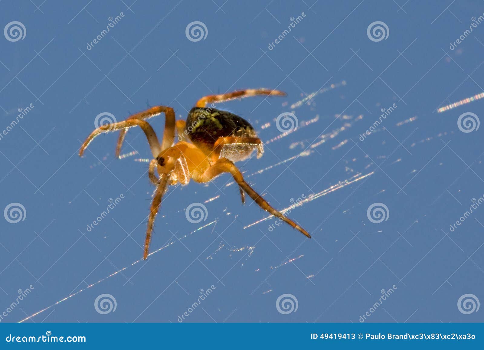 Translucent Spider Stock Photography | CartoonDealer.com #159705446