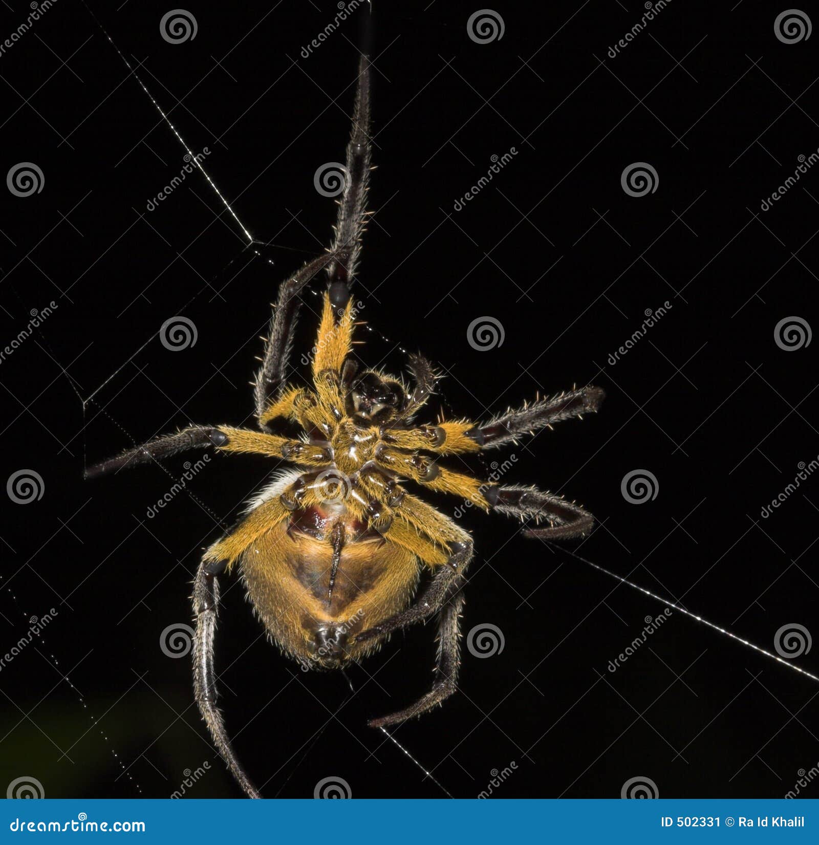 Yellow Spider Weaving - Peru Stock Image - Image of weaving, micro: 502331