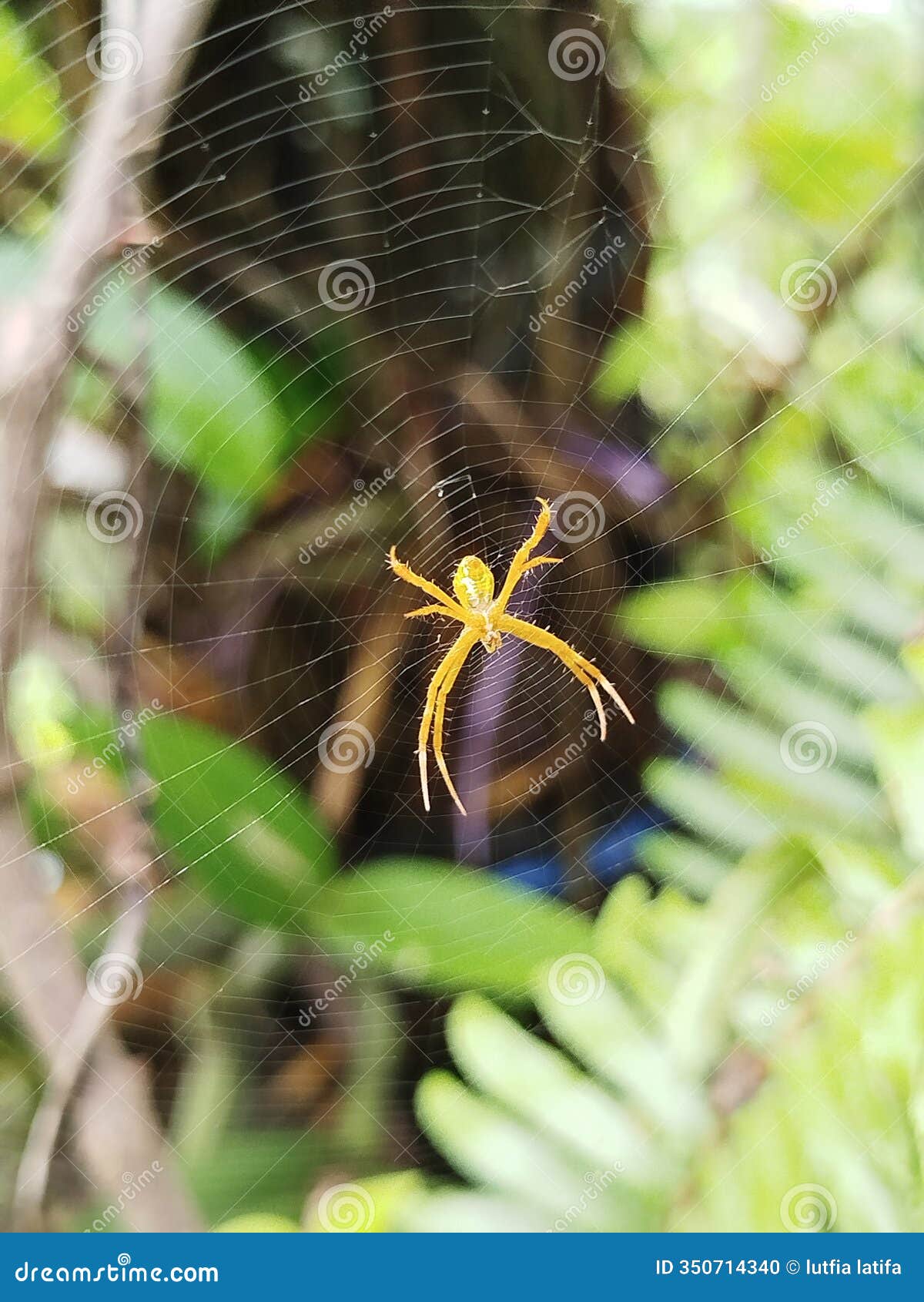 Yellow Spider and Spider Web Stock Photo - Image of yellow, green ...