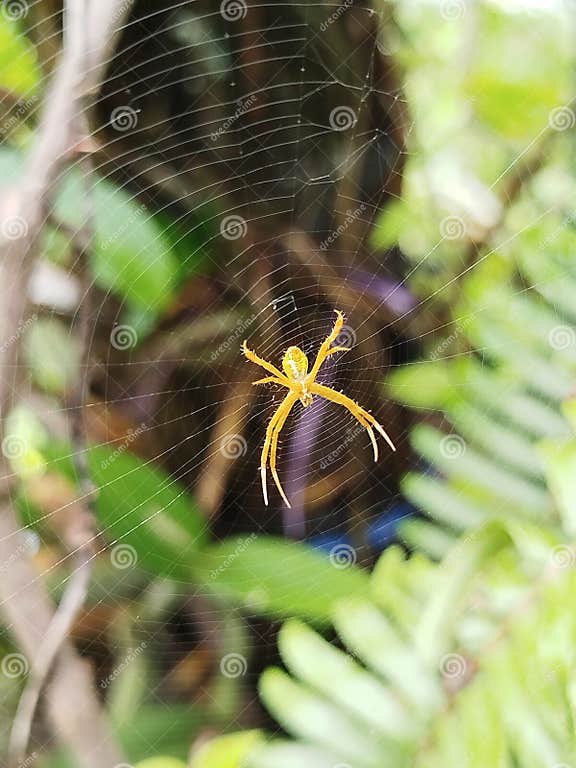 Yellow Spider and Spider Web Stock Photo - Image of yellow, green ...