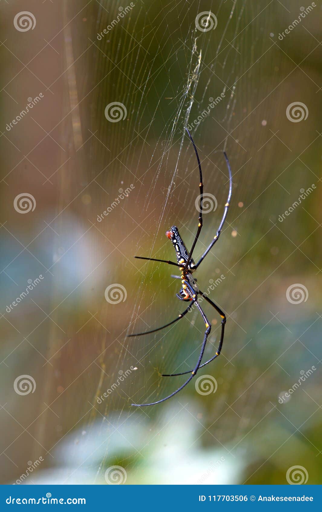 Yellow spider on web stock photo. Image of forest, spiders - 117703506