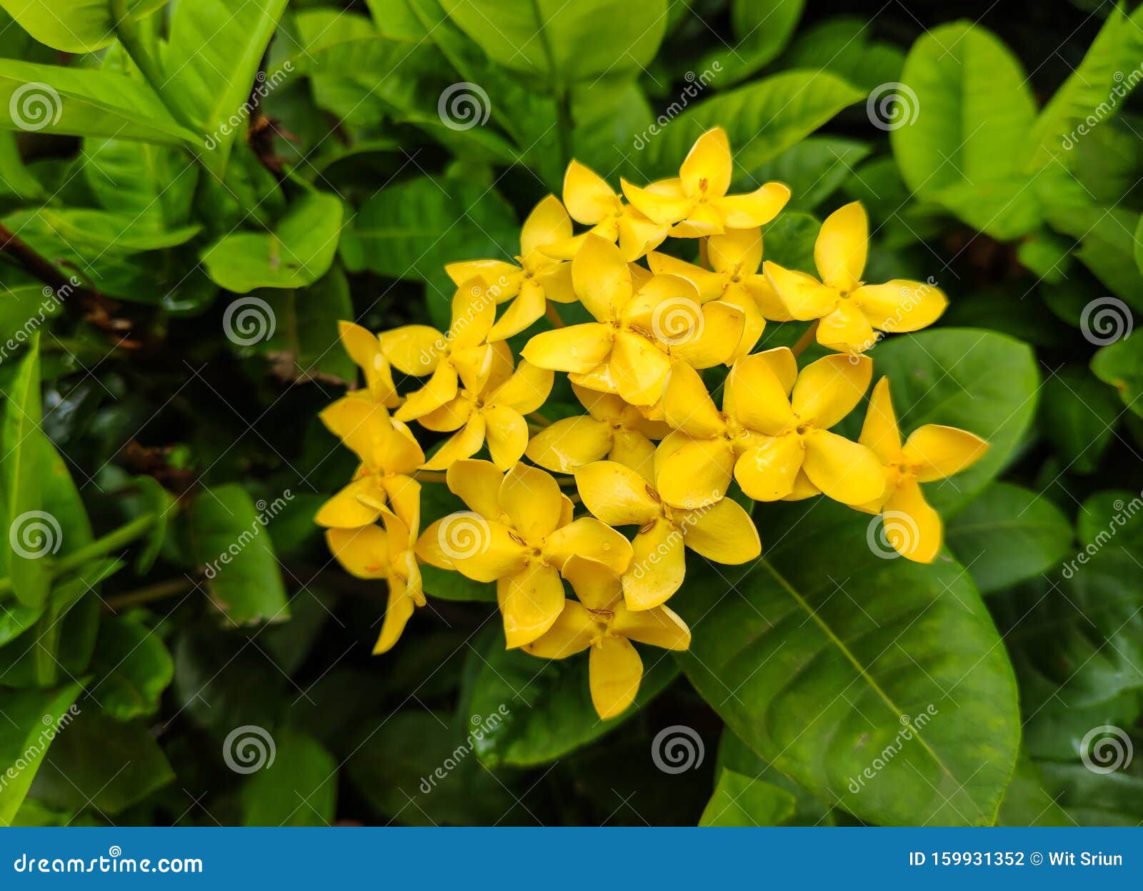 Yellow Spike Flower on Tree and Leaf Stock Photo - Image of flower ...