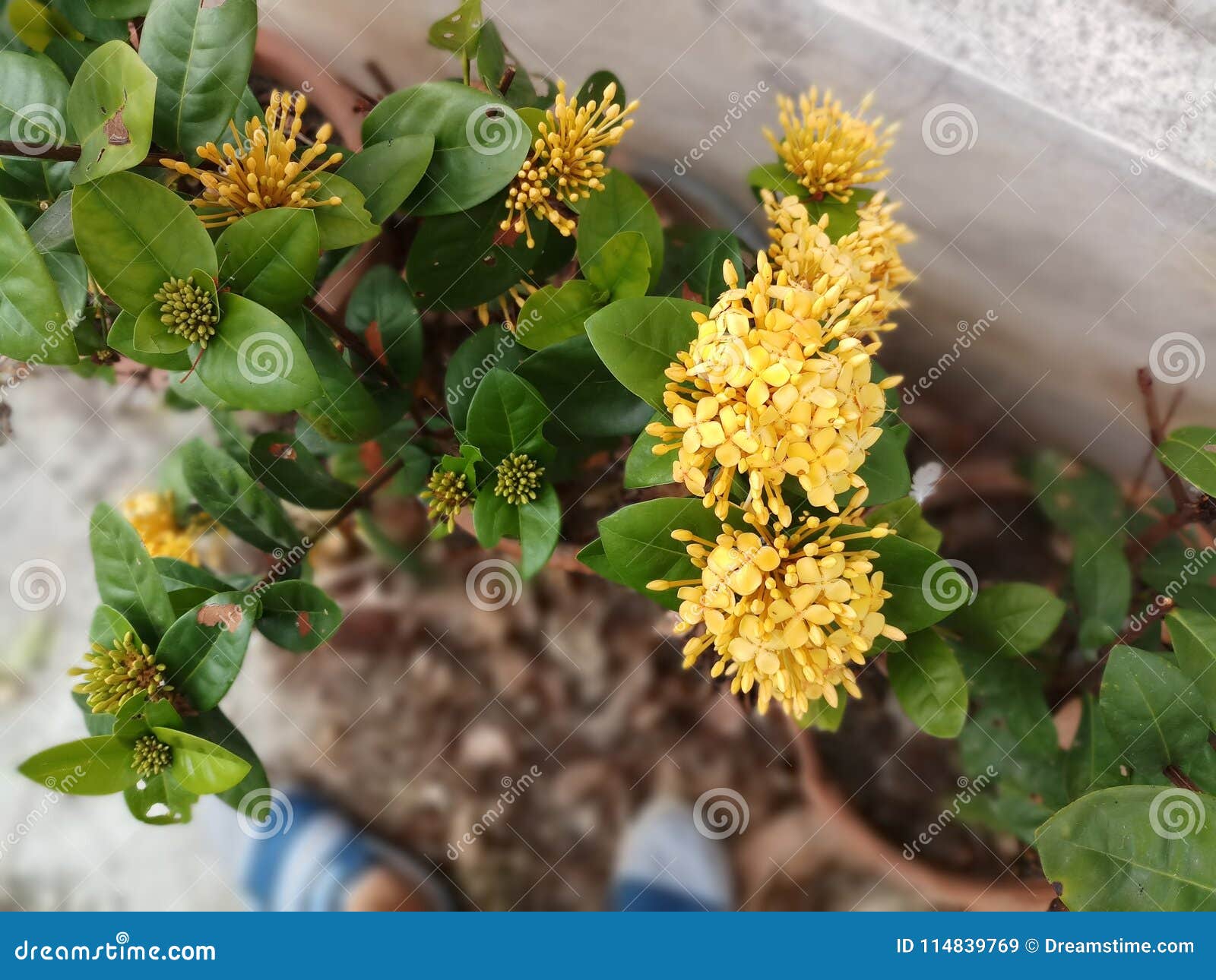 Yellow spike stock image. Image of tree, yellow, fresh - 114839769