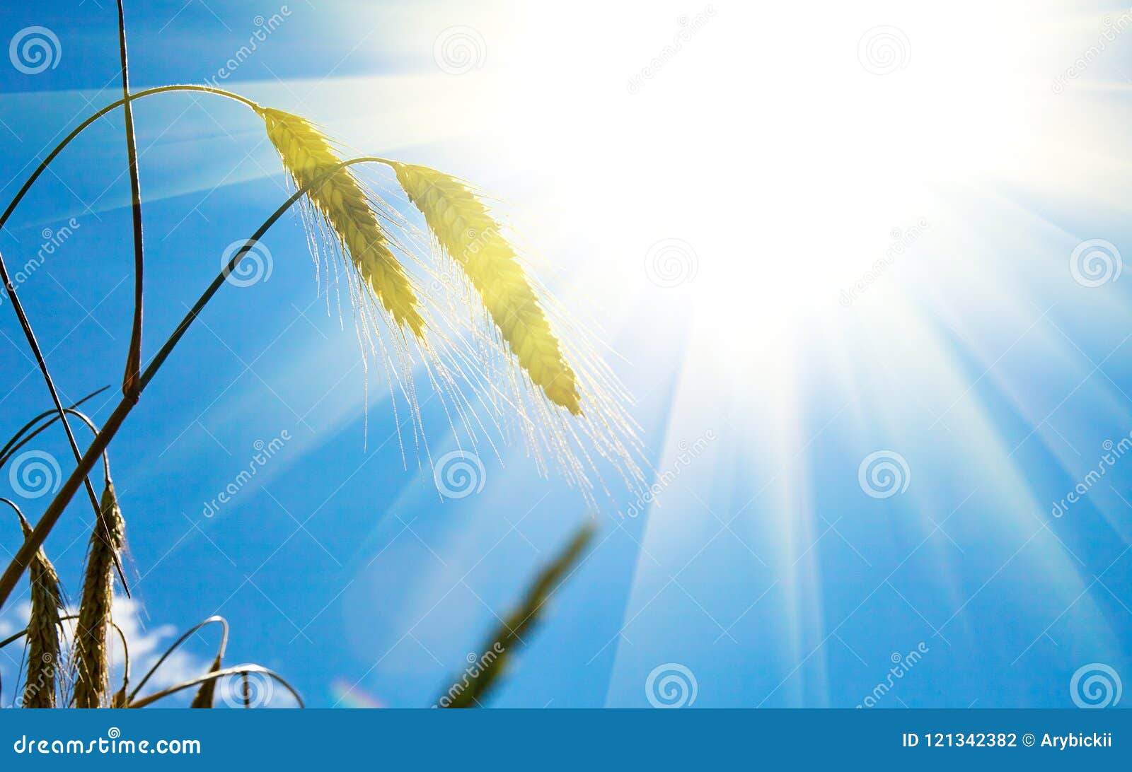 Yellow Spikelets Isolated On White Background. Bulrush Royalty-Free ...