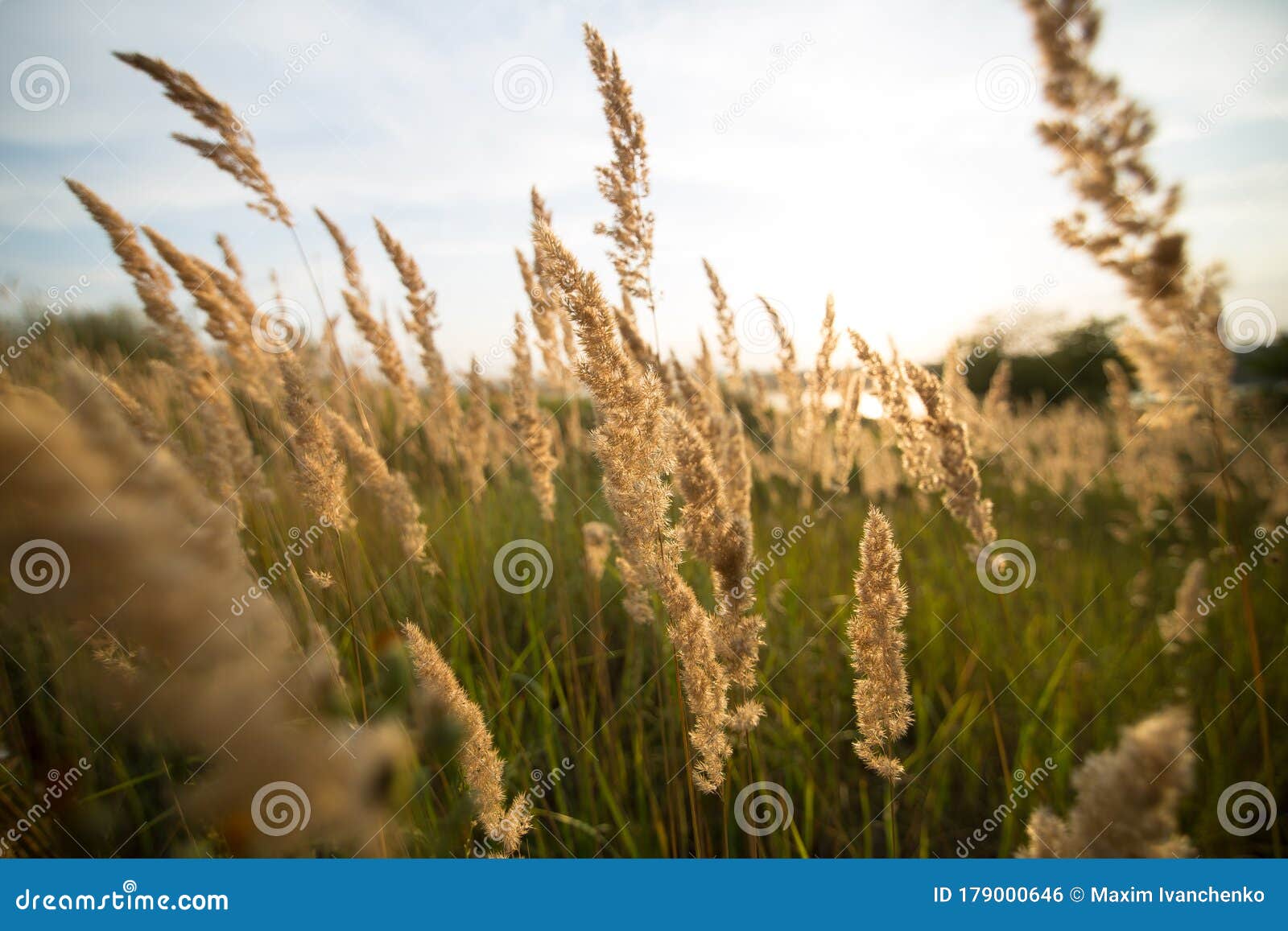 Yellow Spikes in a Green Field Stock Photo - Image of wheat, field ...