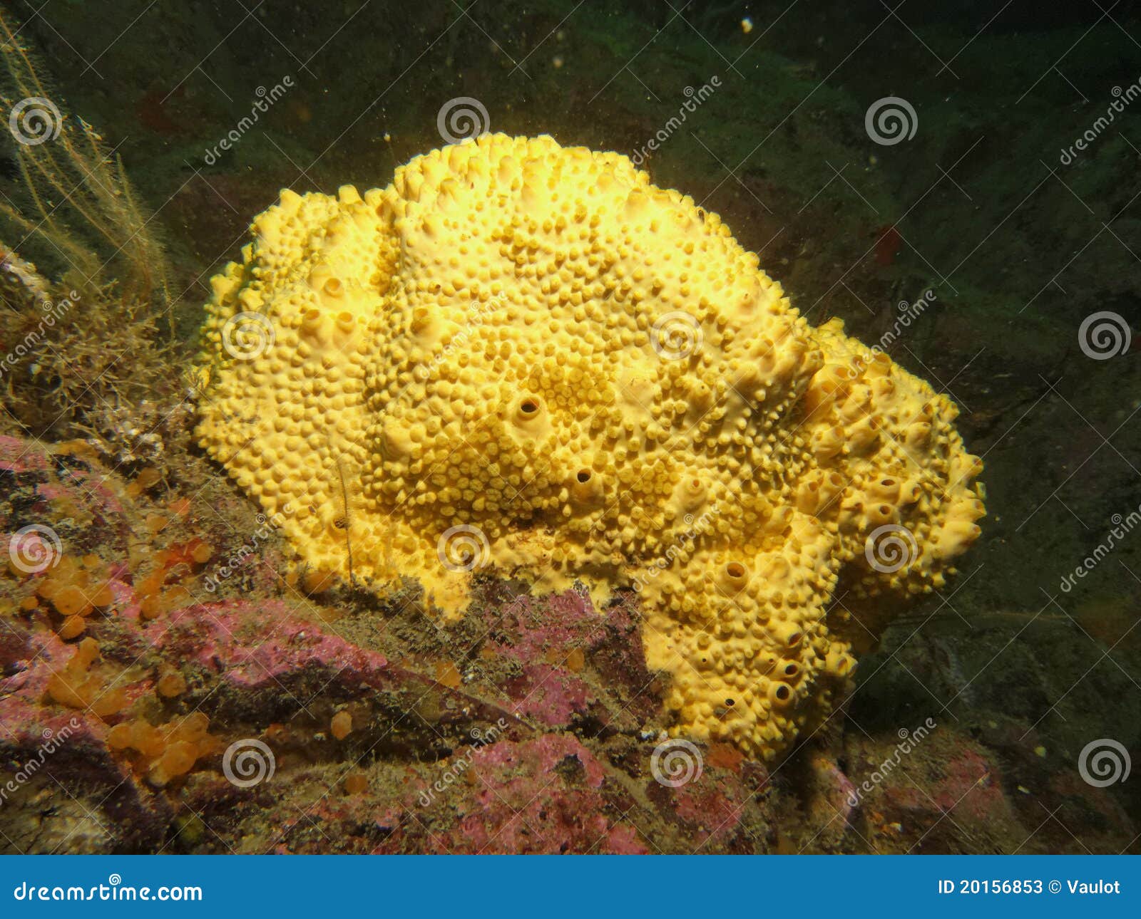 Yellow sponge stock image. Image of nature, atlantic - 20156853
