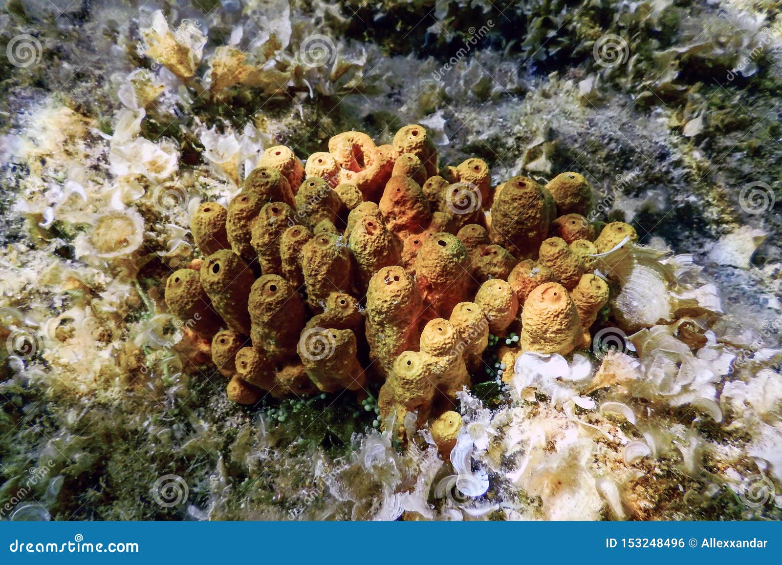 Yellow Sponge on Bottom of Tropical Sea, Underwater Stock Photo - Image ...