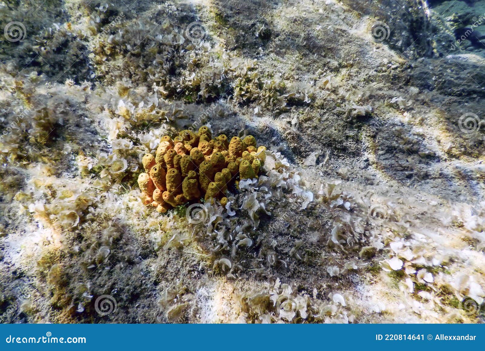 Yellow Sponge on Bottom of Tropical Sea, Underwater Stock Image - Image ...