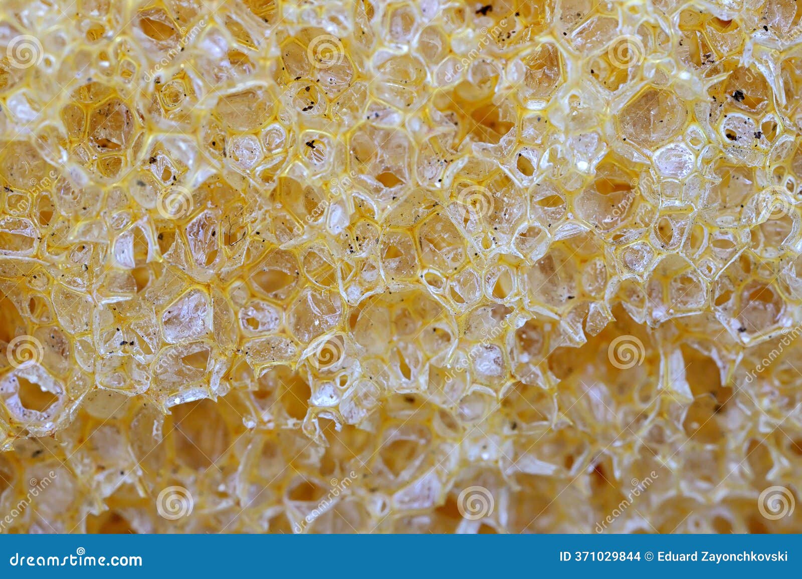 Sponge Detail Texture, Sponge Texture Background Stock Photo ...