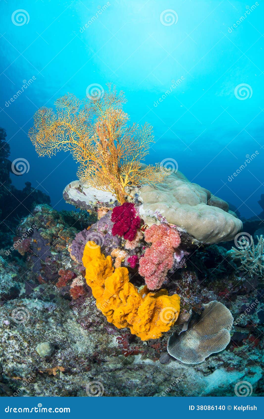 Yellow sponge and sea fan stock photo. Image of vibrant - 38086140