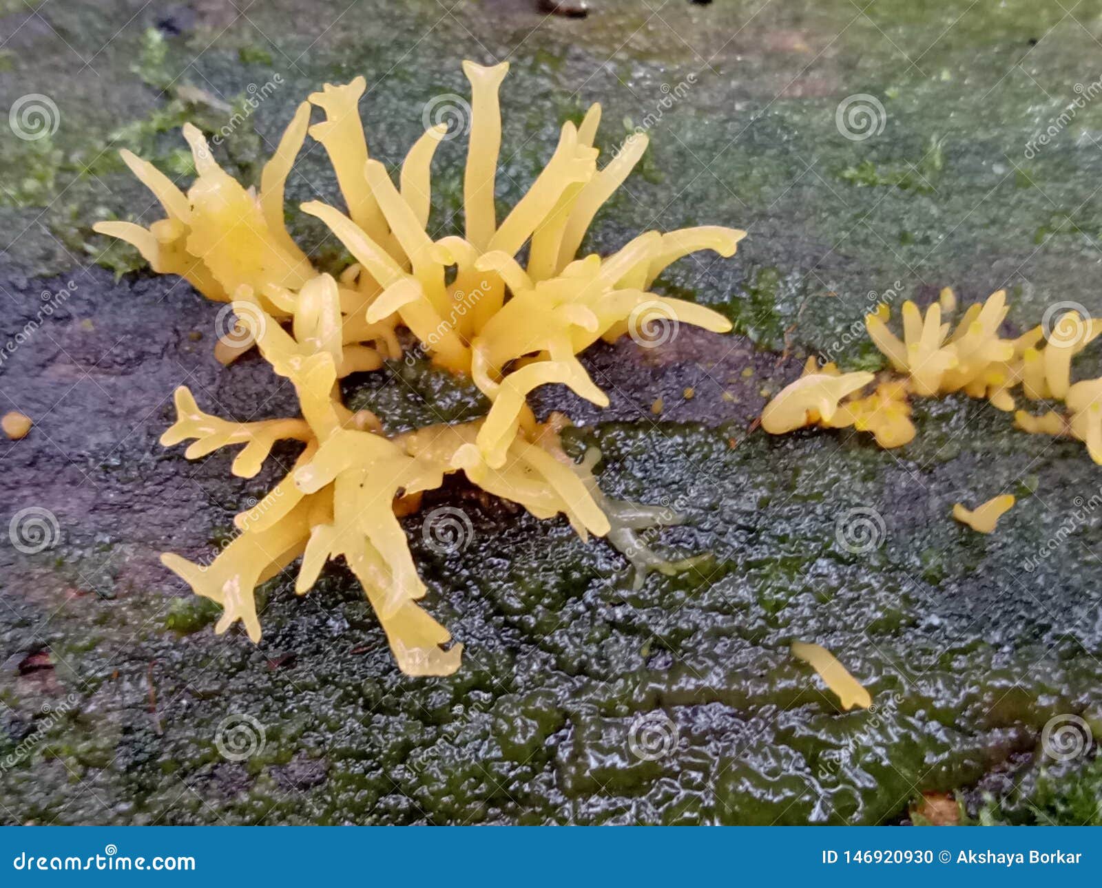 Yellow Sponge Style Mushrooms in the Wild Stock Photo - Image of wild ...