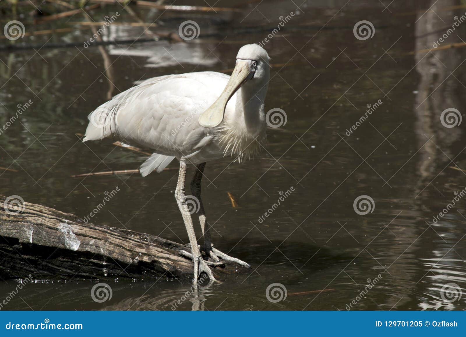 A yellow spoonbill stock image. Image of long, face - 129701205