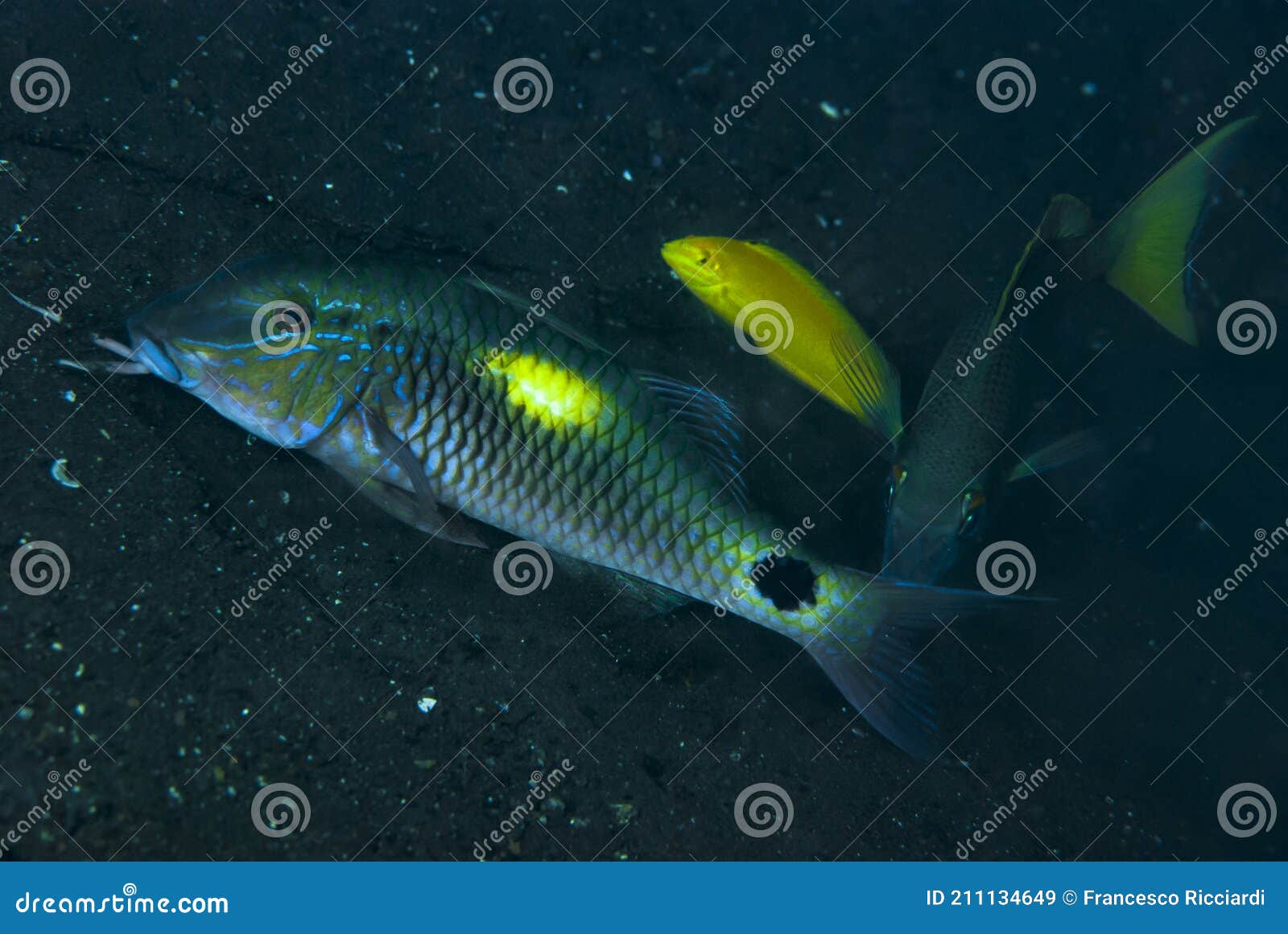 Parupeneus Indicus Photos - Free & Royalty-Free Stock Photos from ...