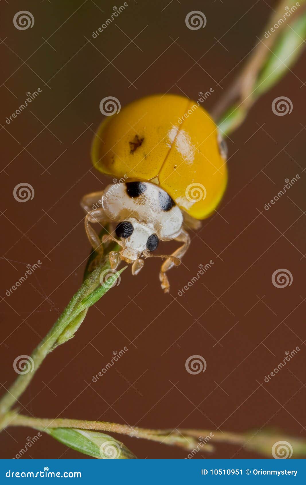 Yellow, spotless ladybird stock image. Image of wilderness - 10510951