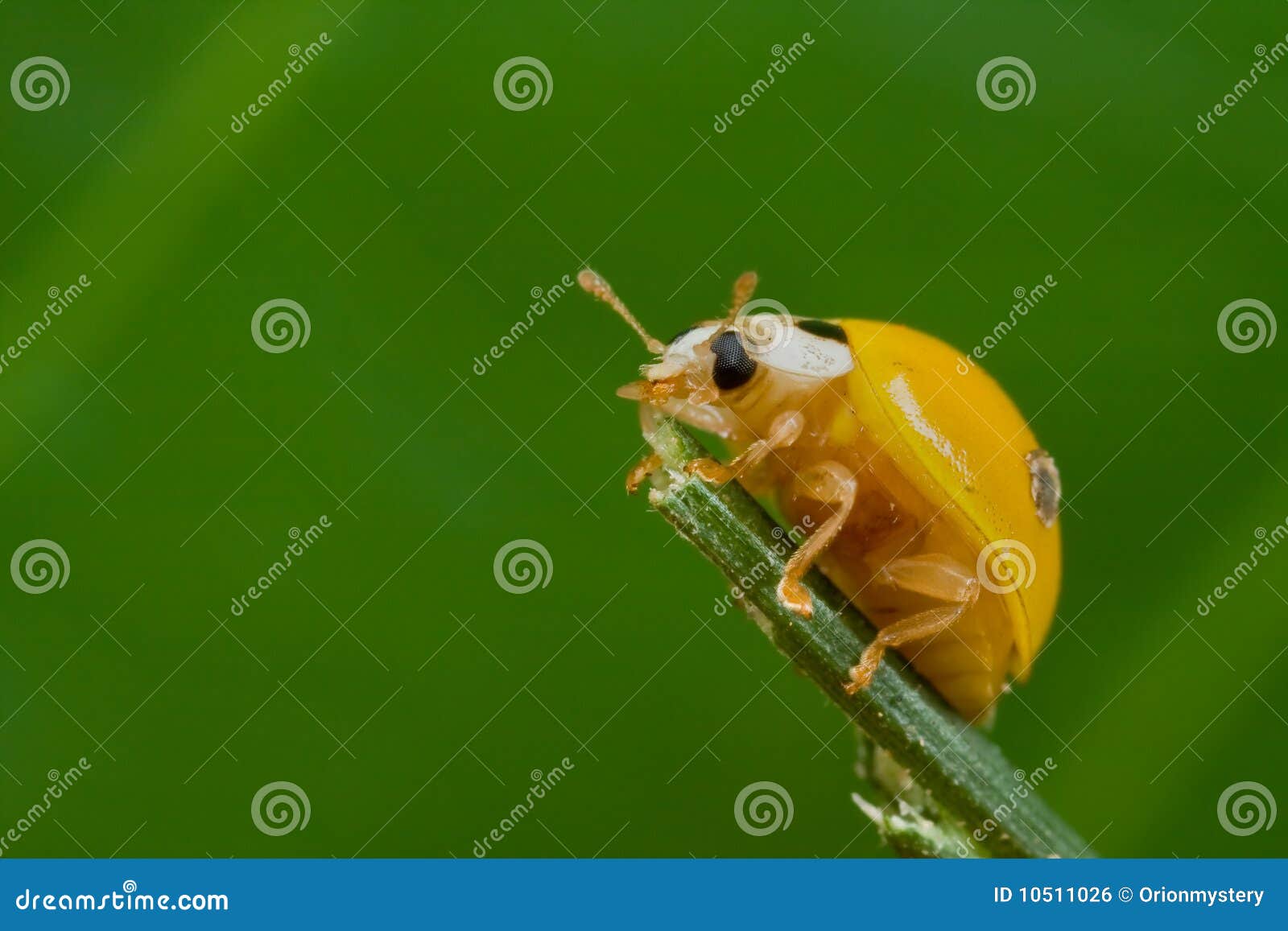 Yellow, spotless ladybird stock photo. Image of wildlife - 10511026